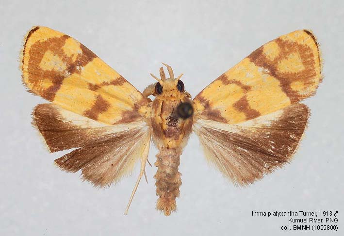 Papua Insects Foundation (Lepidoptera/Immidae)